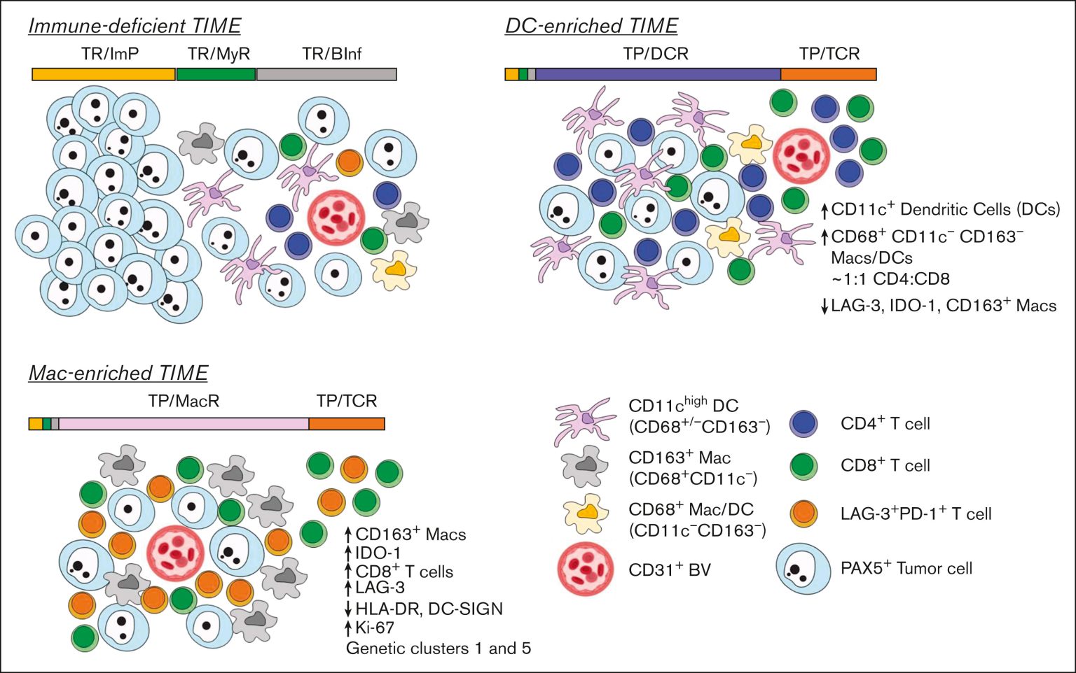 Diffuse large B-cell lymphomas have spatially defined, tumor immune ...